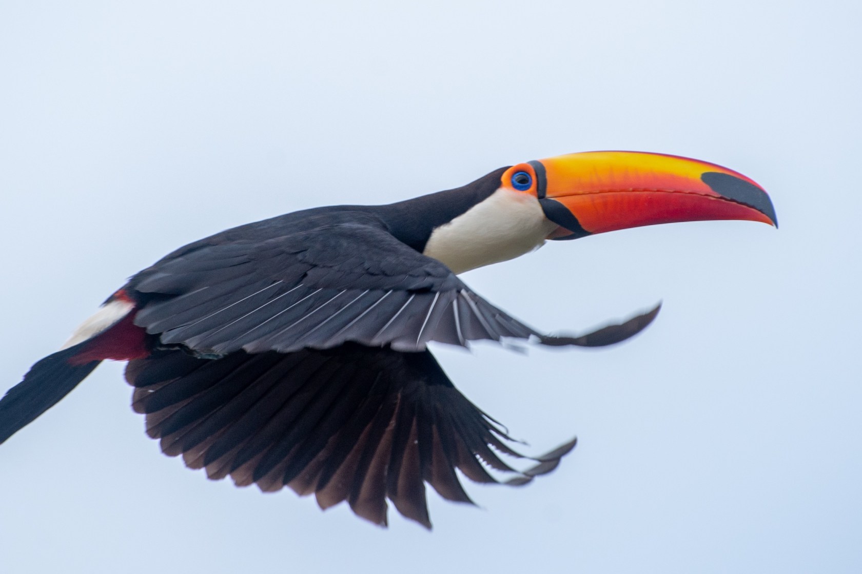 12 Fascinating Toucan Facts: See Why This Is My Favorite Bird In The ...