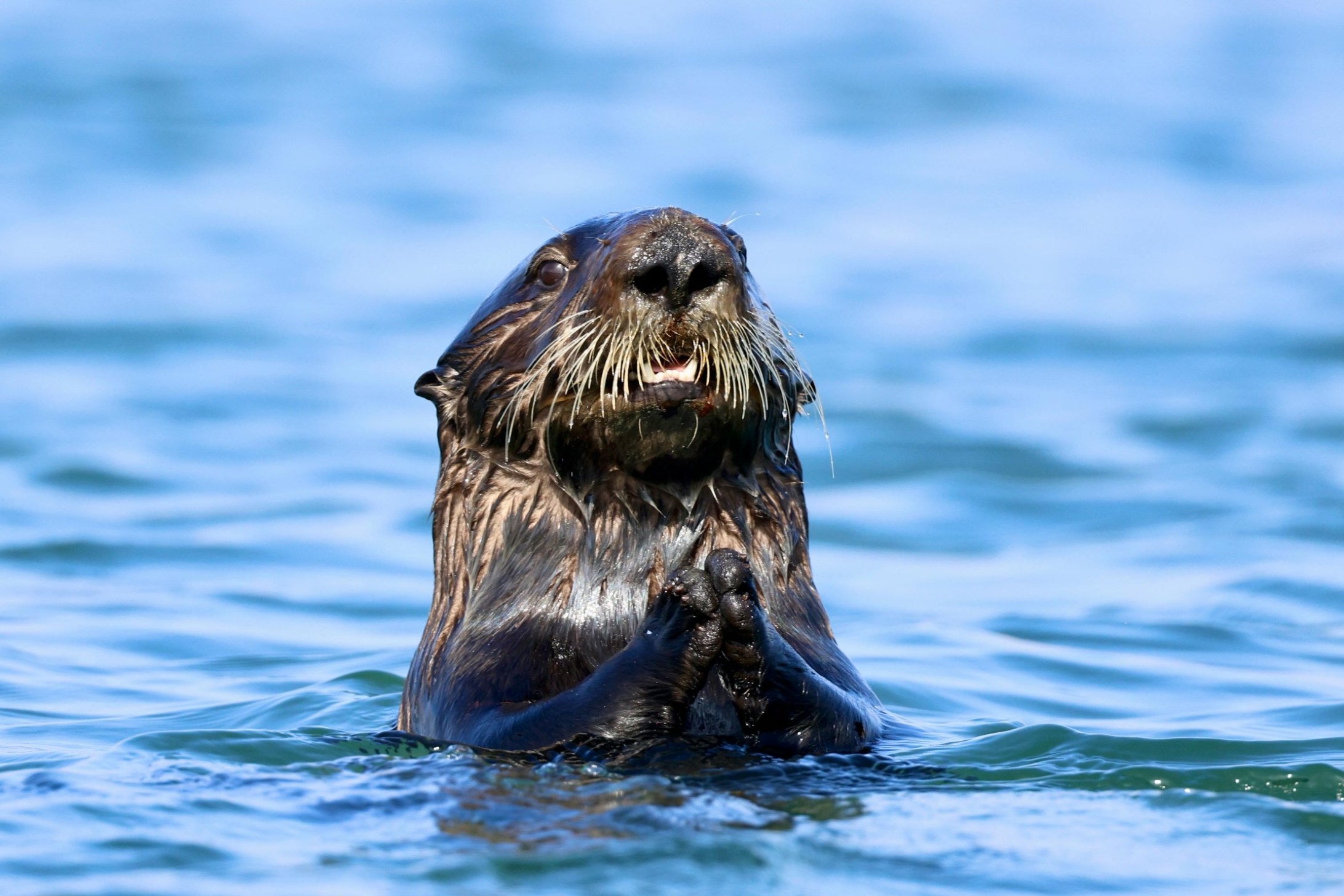 10 Incredible Facts About Sea Otters That Will Make You Love Them Even More - Wide Open Spaces