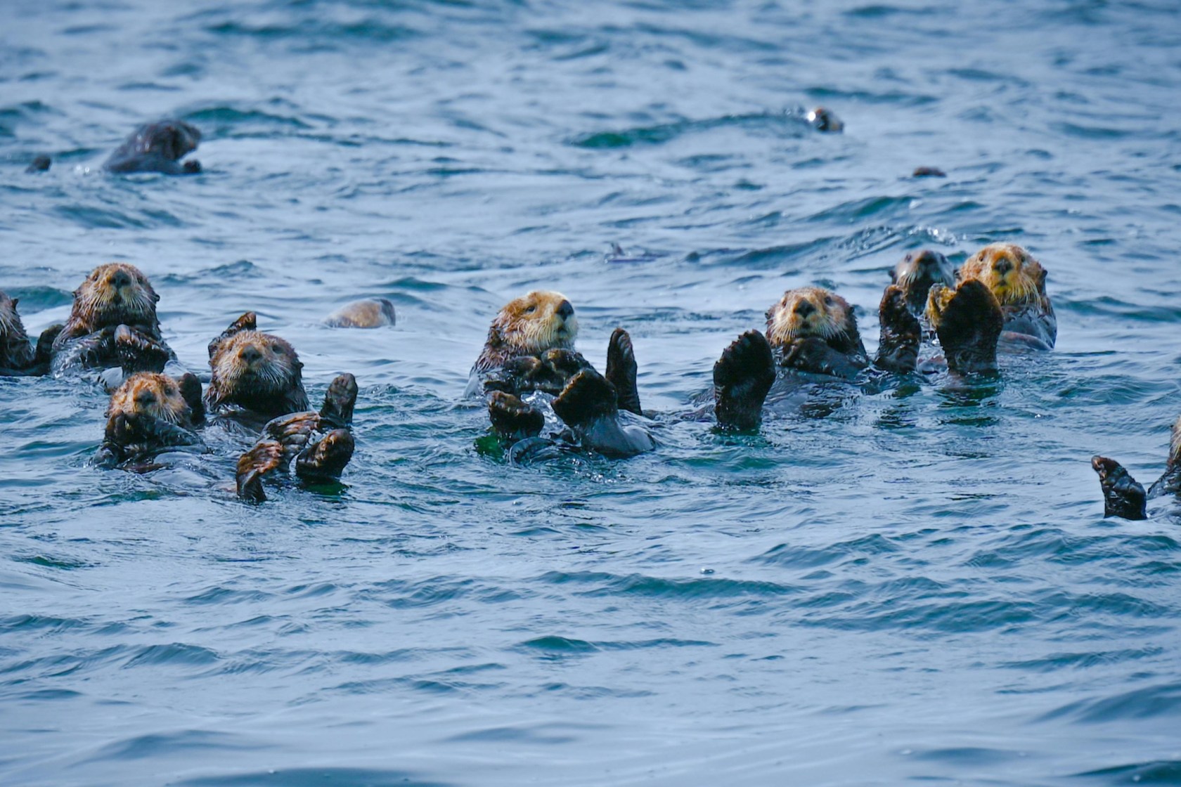 10 Incredible Facts About Sea Otters That Will Make You Love Them Even More - Wide Open Spaces