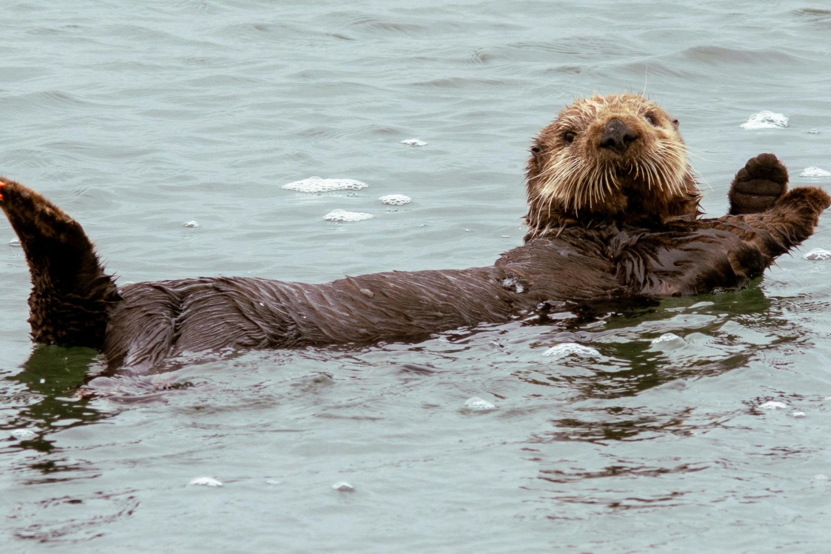 10 Incredible Facts About Sea Otters That Will Make You Love Them Even More - Wide Open Spaces
