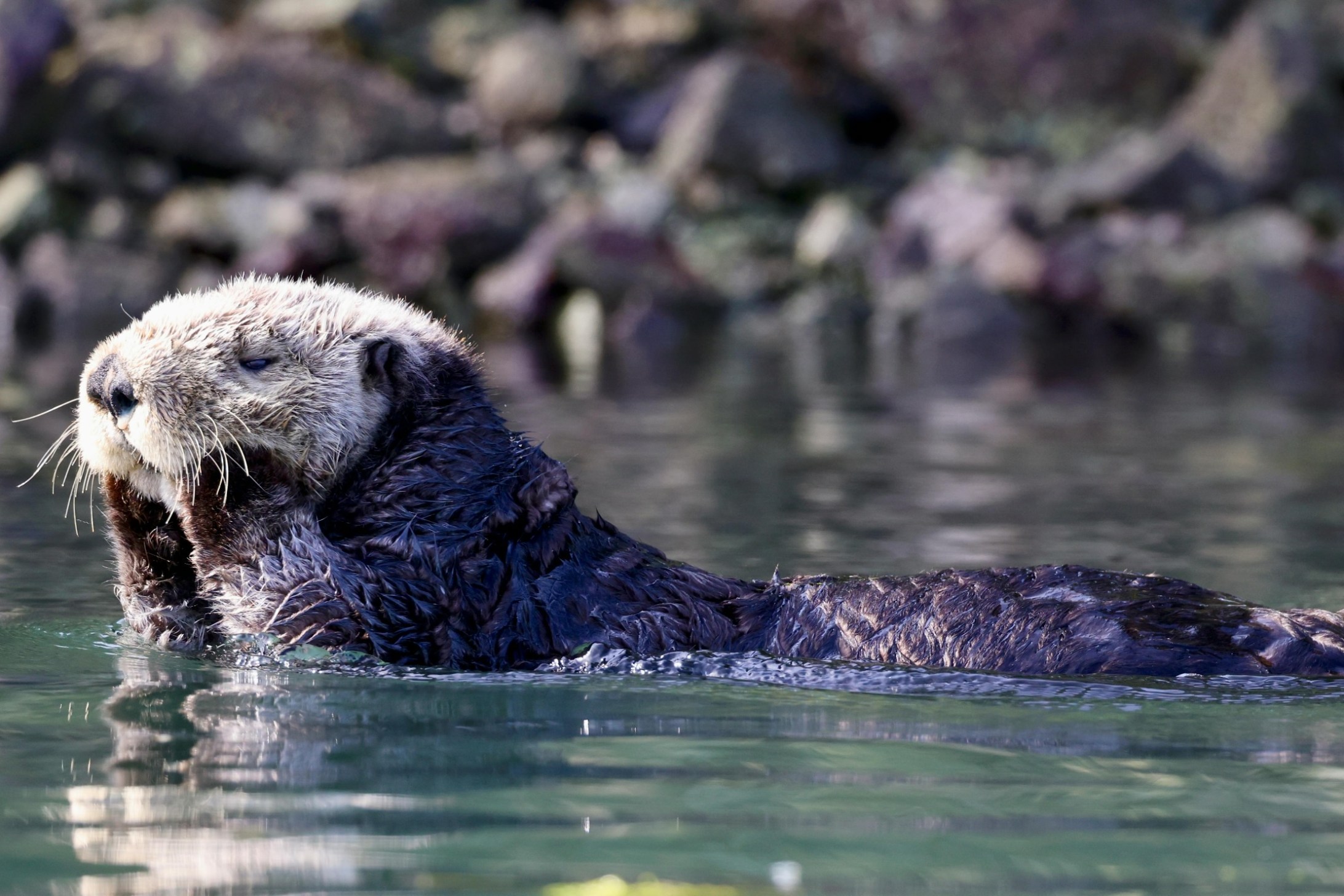 10 Incredible Facts About Sea Otters That Will Make You Love Them Even More - Wide Open Spaces