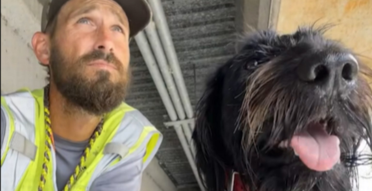 Famed Florida Python Hunting Dog Dies In Tragic Hunting Accident - Wide ...
