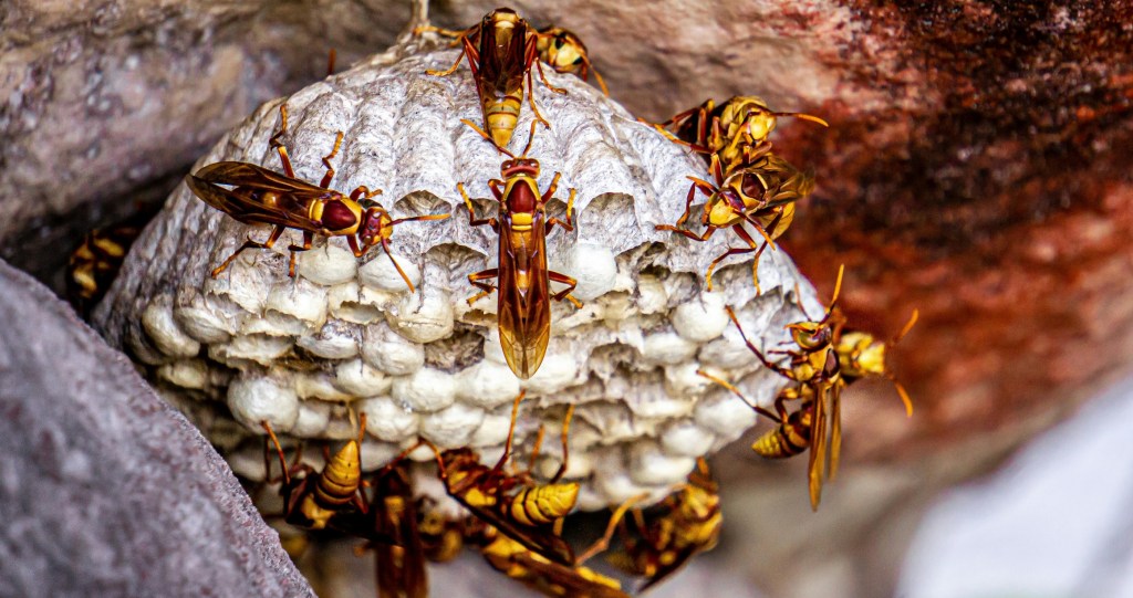 U.S. Department Of Energy Gives Update On Radioactive Wasp Nest - Wide ...