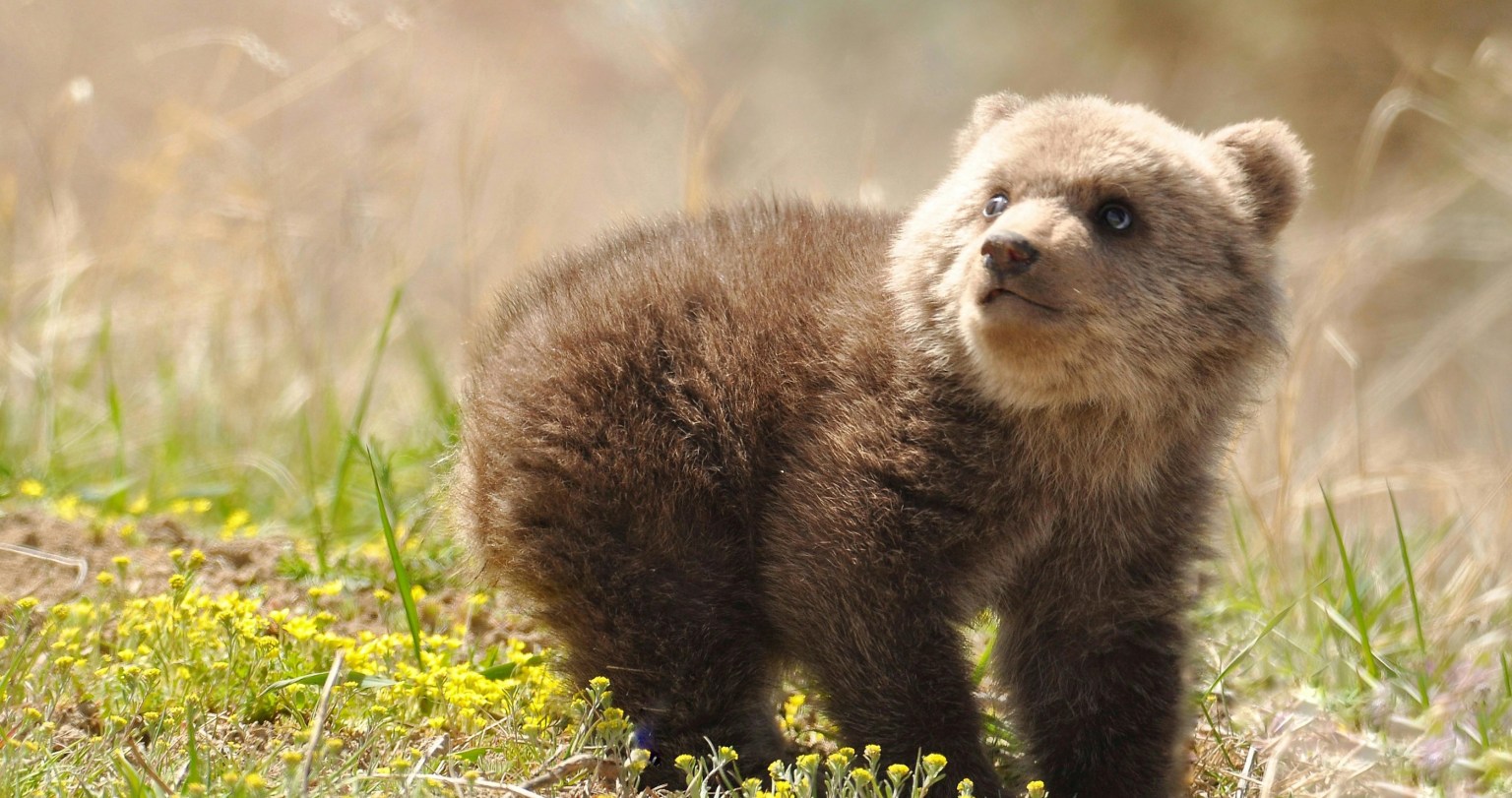 Wildlife Center Rescues 6 Orphaned Bear Cubs And Shares Their Adorable ...