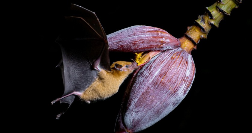 10 Fun Facts About Bats That Will Astonish You - Wide Open Spaces