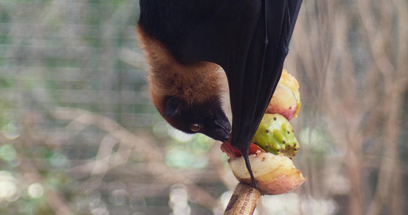 10 Fun Facts About Bats That Will Astonish You - Wide Open Spaces