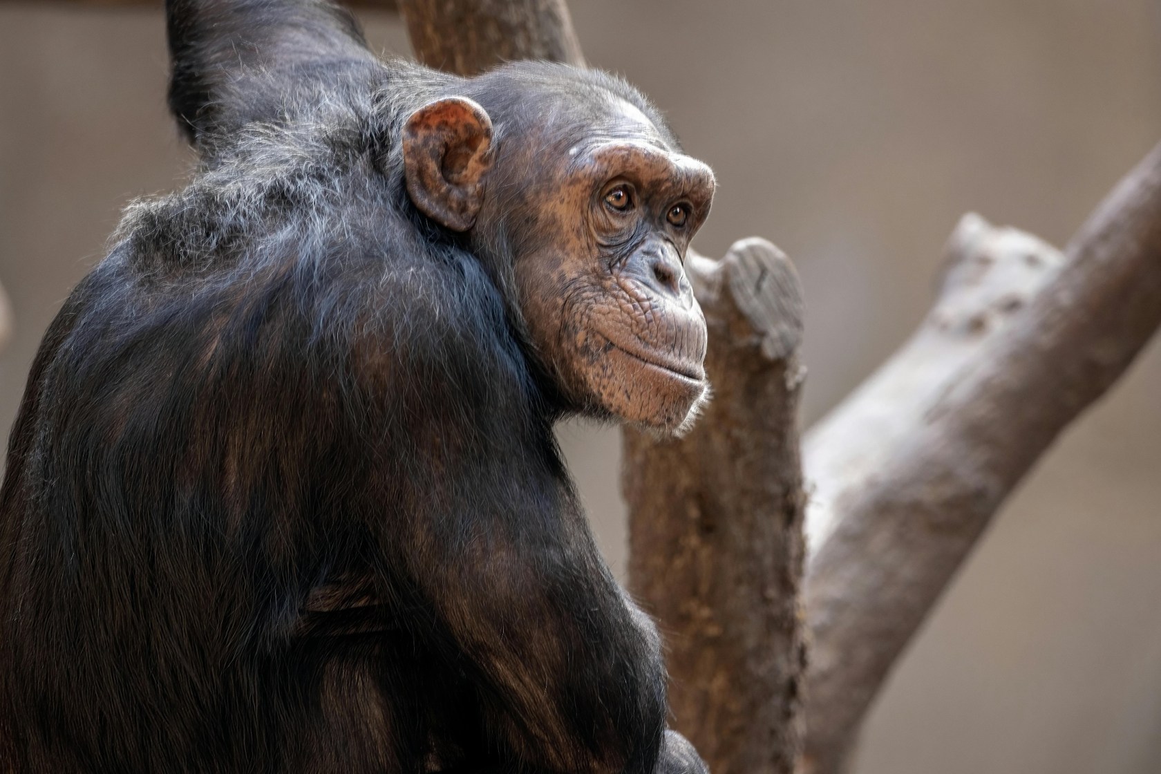 10 Mind-Blowing Facts About Chimpanzees - Wide Open Spaces