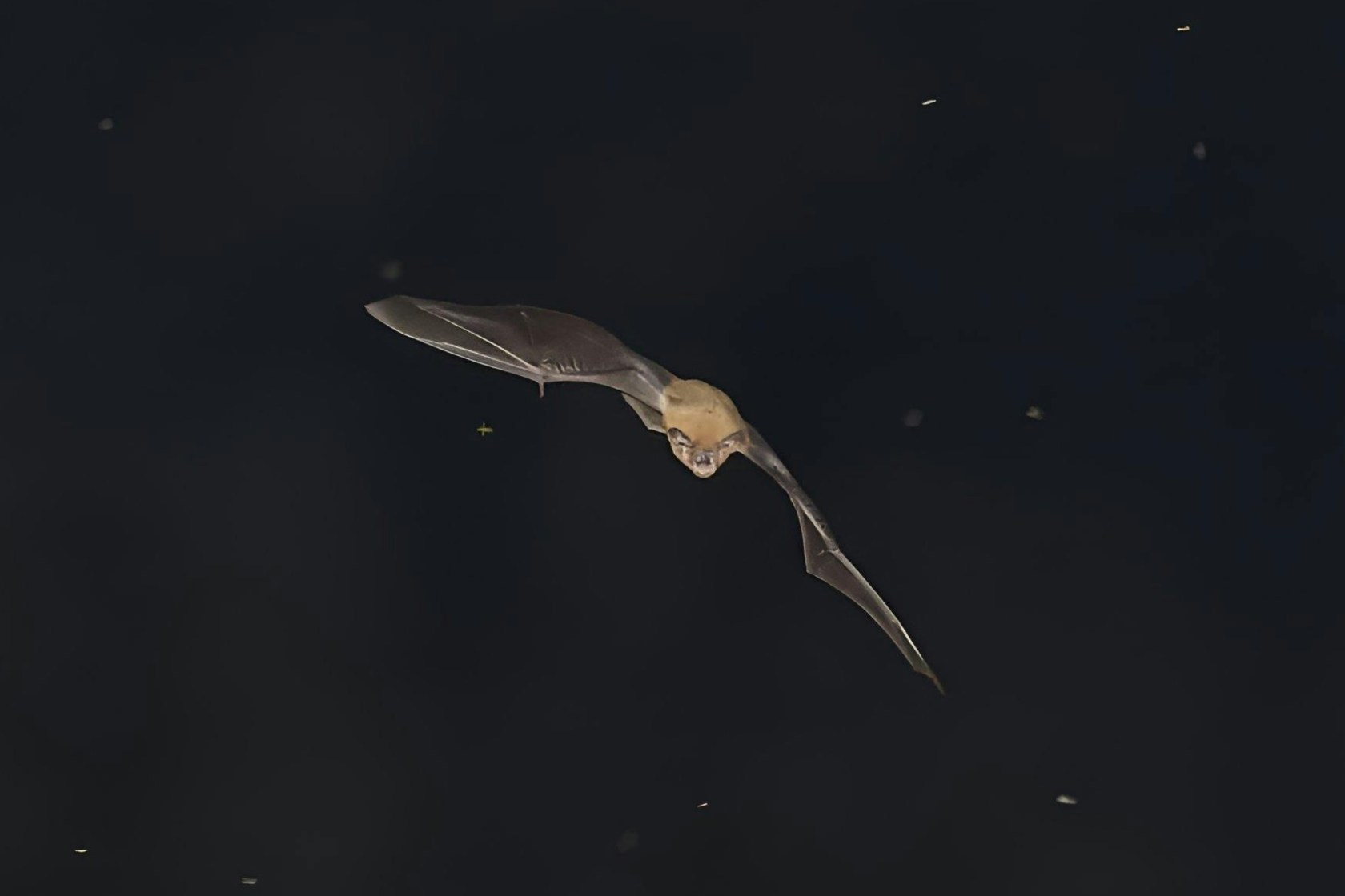 10 Fun Facts About Bats That Will Astonish You - Wide Open Spaces