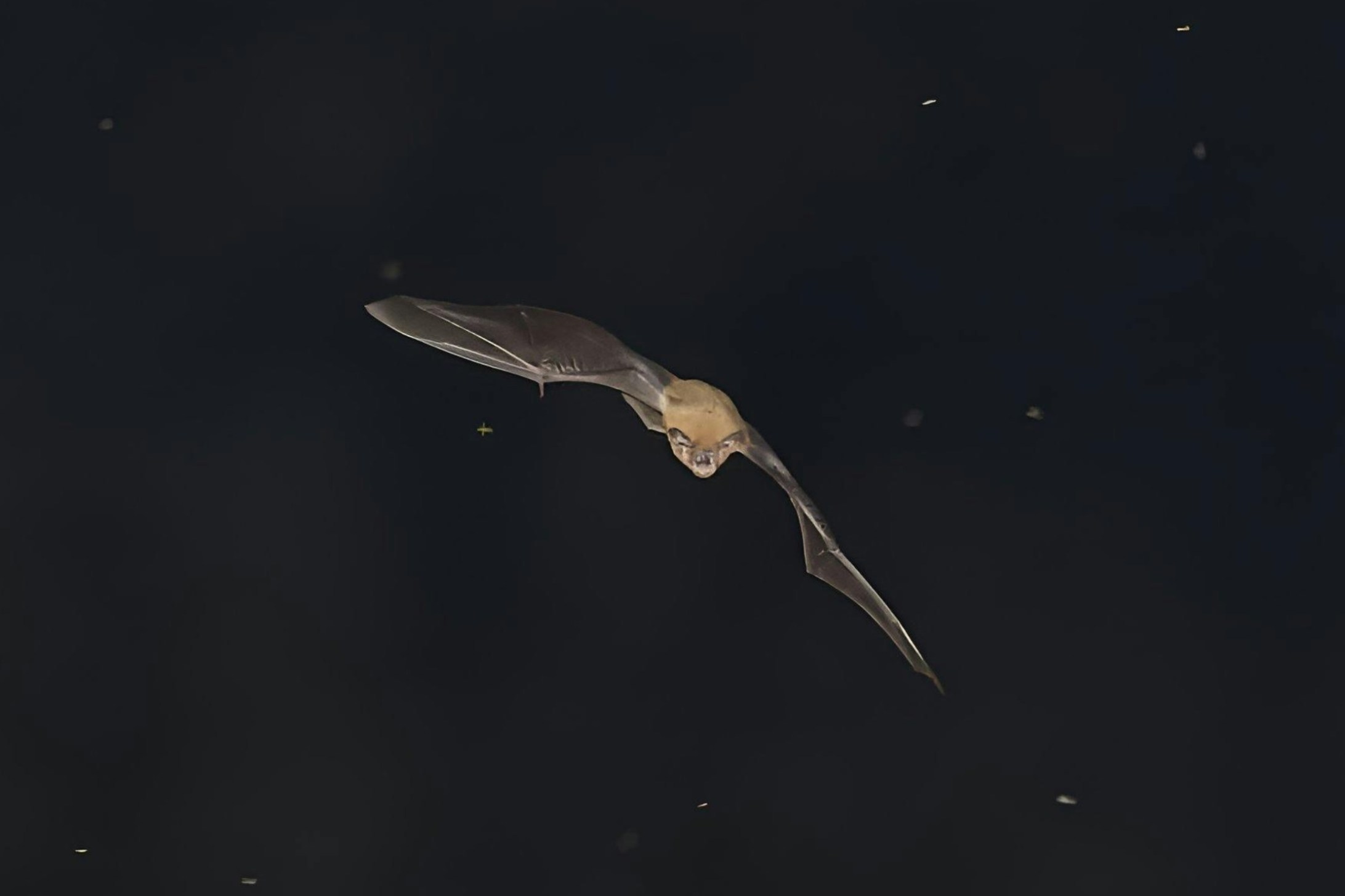 10 Fun Facts About Bats That Will Astonish You - Wide Open Spaces