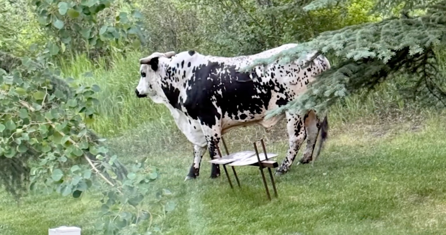 After 5 Days Of Freedom, This Escaped Rodeo Bull Was Finally Caught ...