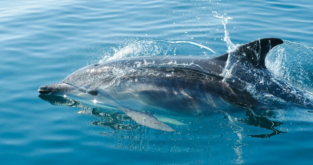 10 Incredible Dolphin Facts That Will Blow Your Mind - Wide Open Spaces