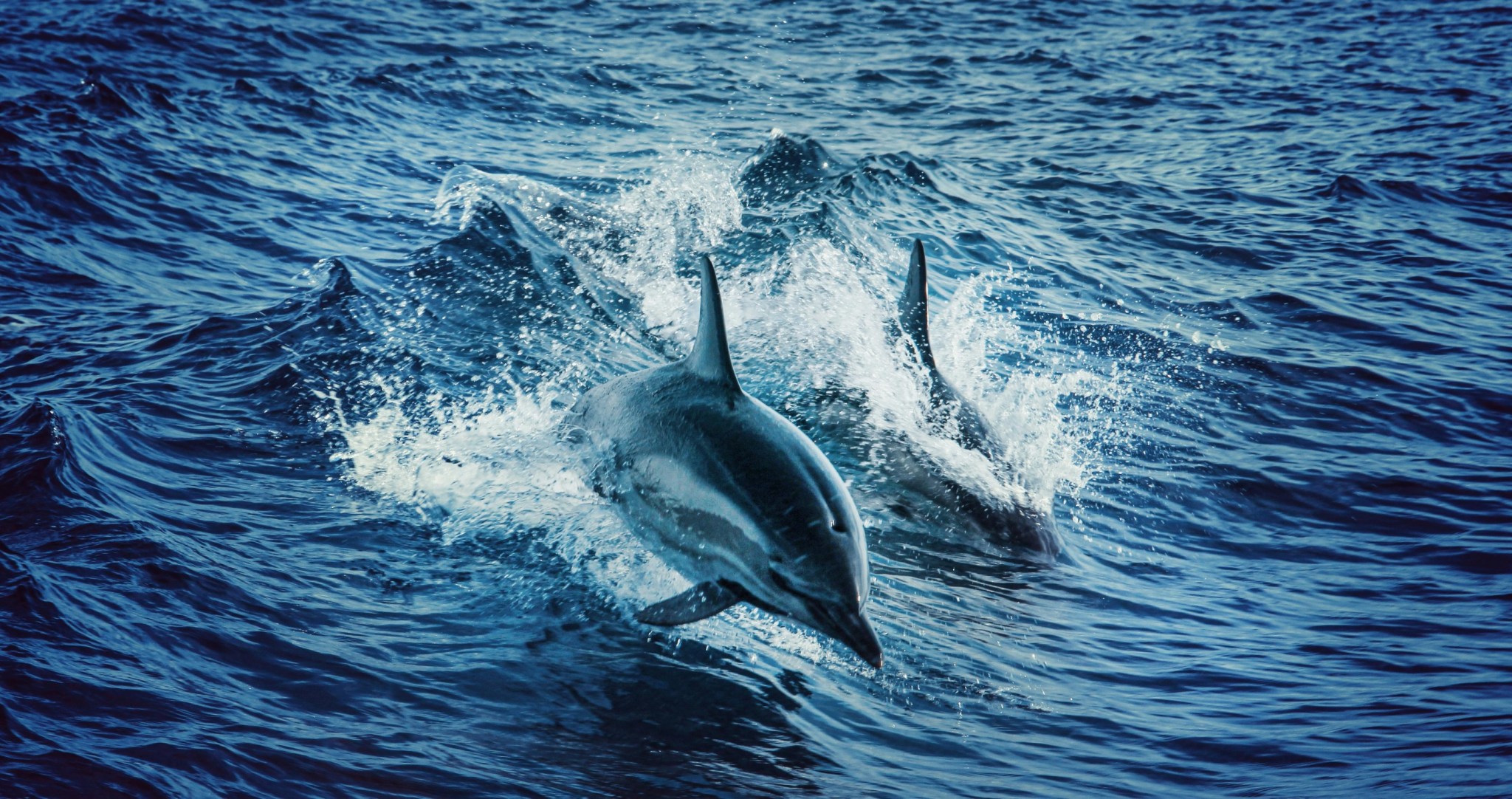 Scientists Are Studying Dolphin Brains To Cure Alzheimer’s - Wide Open ...