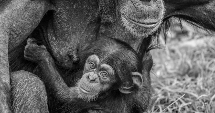 10 Mind-Blowing Facts About Chimpanzees - Wide Open Spaces