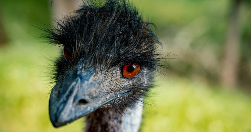 The Surprising Extinct Animal That Scientists Plan To Bring Back Next - Wide Open Spaces