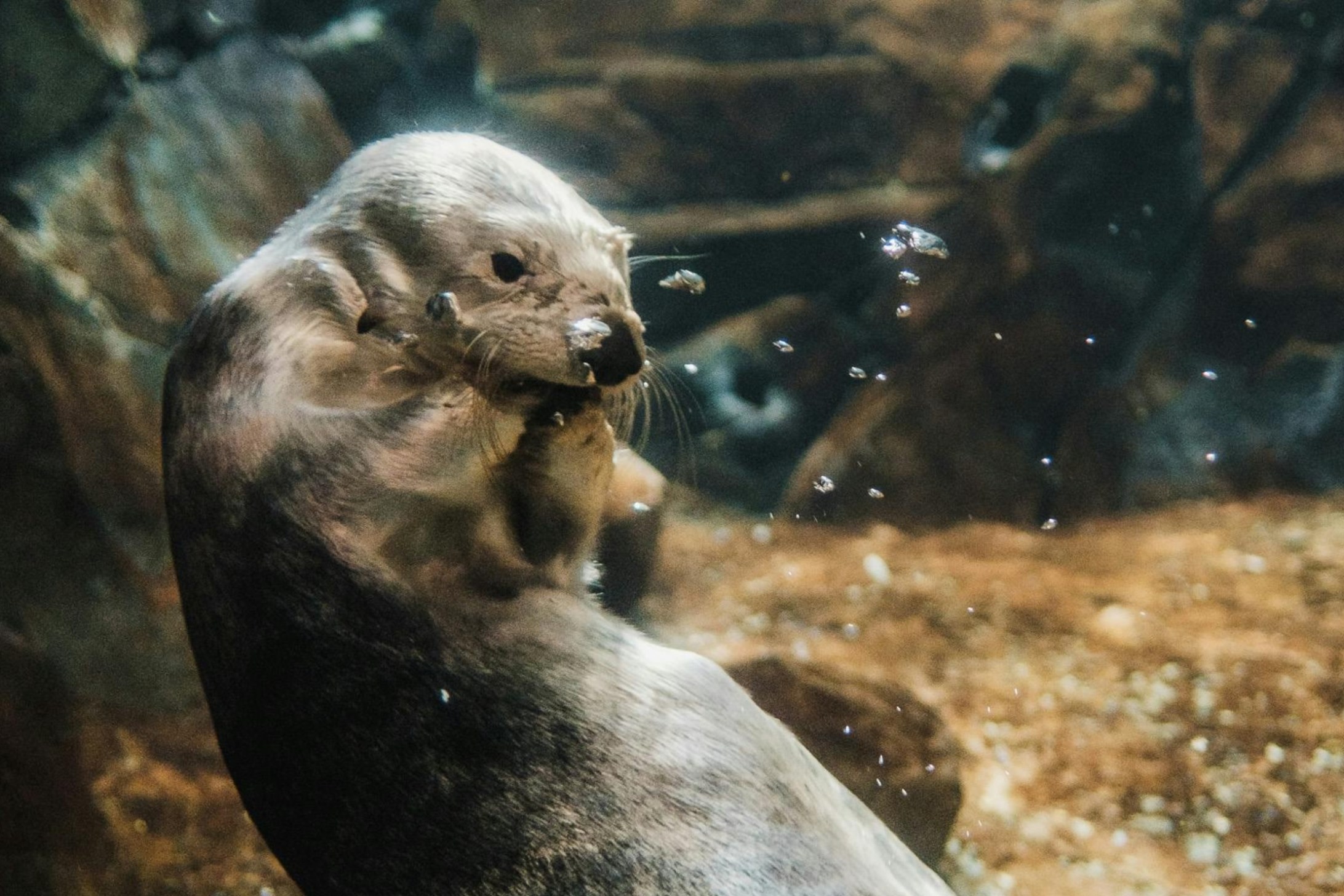 10 Incredible Facts About Sea Otters That Will Make You Love Them Even ...