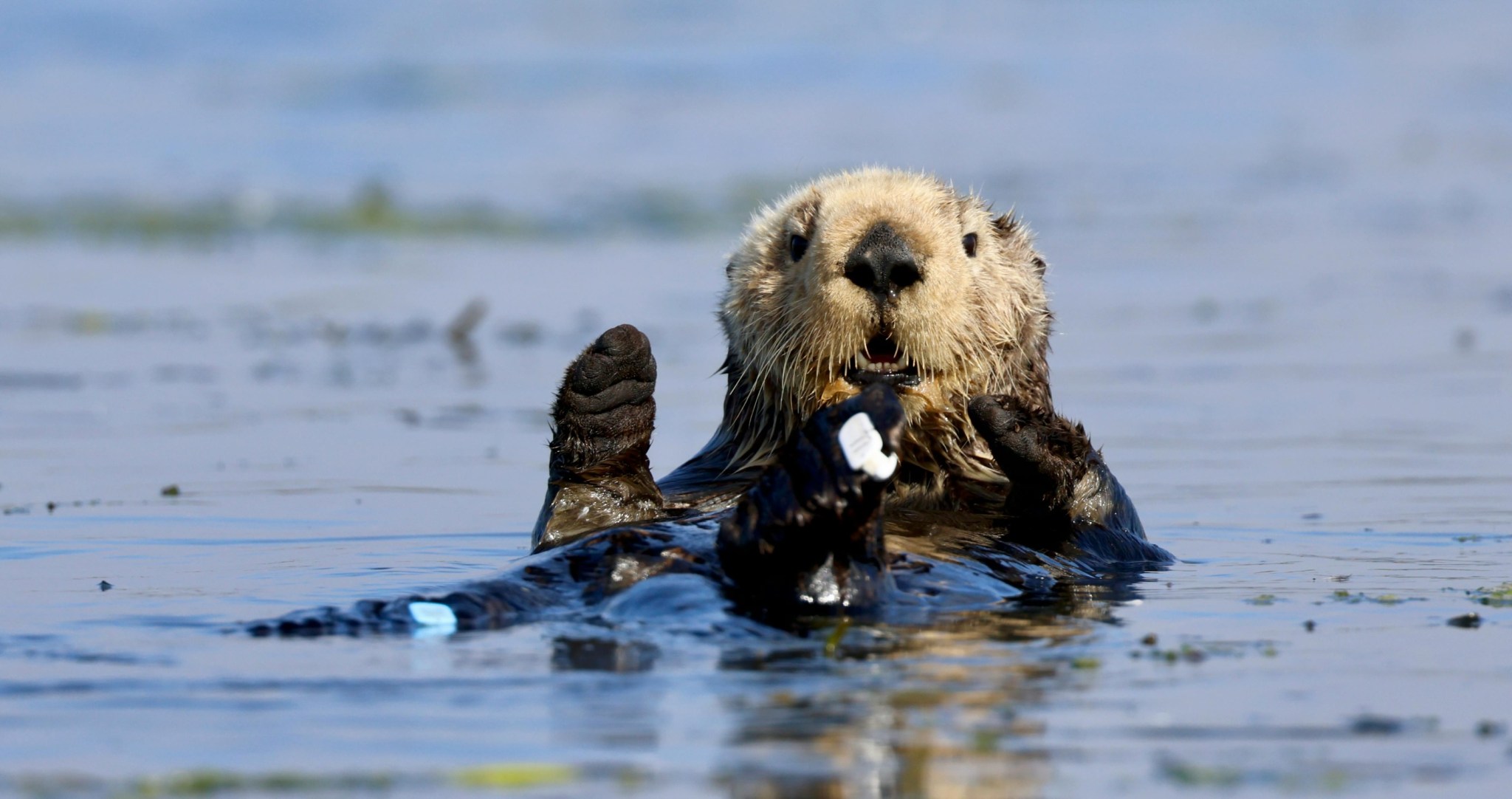 10 Incredible Facts About Sea Otters That Will Make You Love Them Even More - Wide Open Spaces