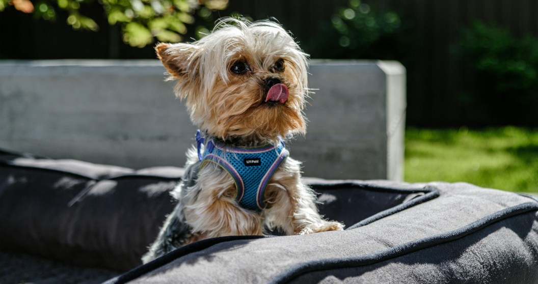 TV Actor Reveals Her Dog Once Found A Severed Human Toe While Staying ...
