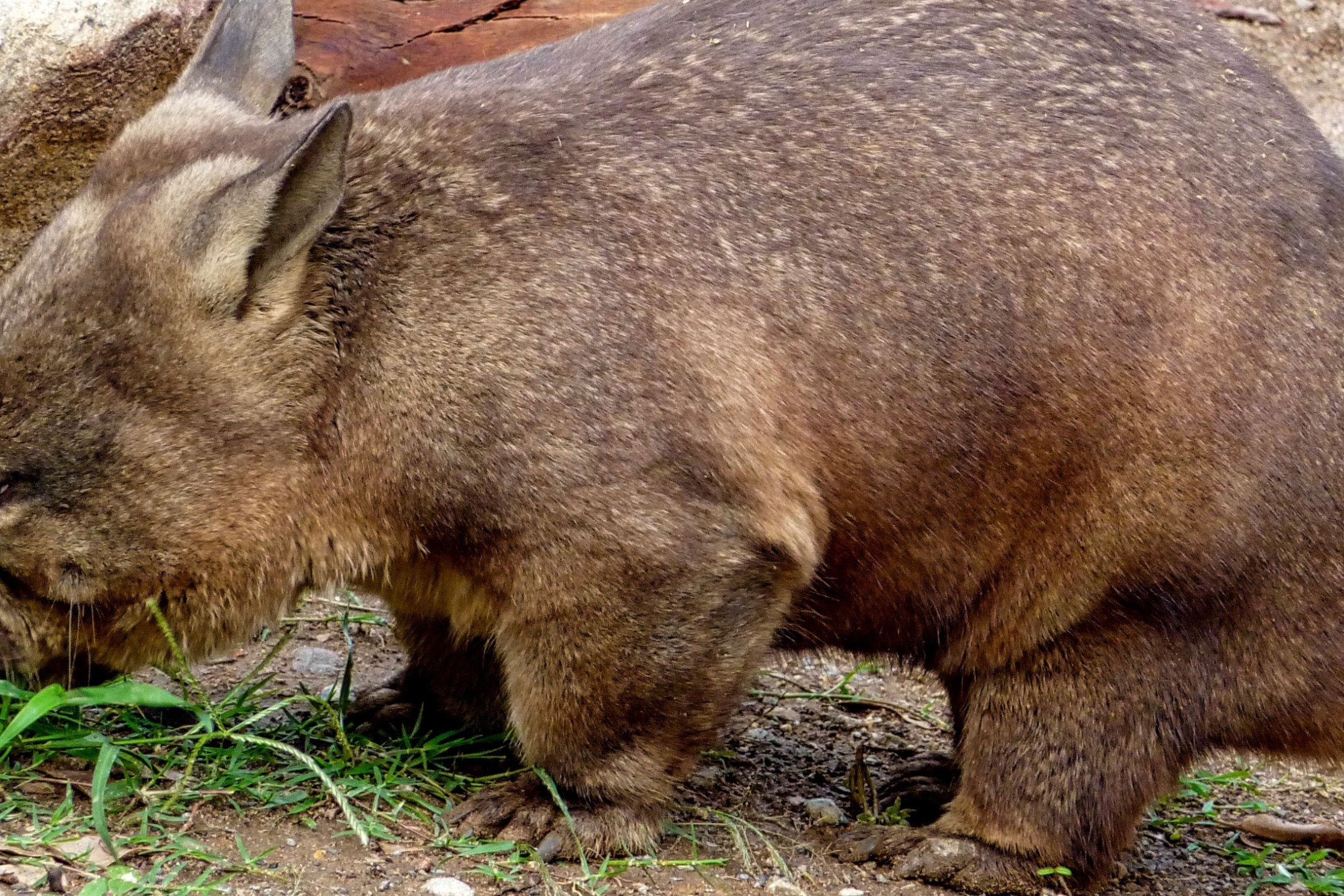 10 Facts About The Wombat I Bet You Never Knew - Wide Open Spaces