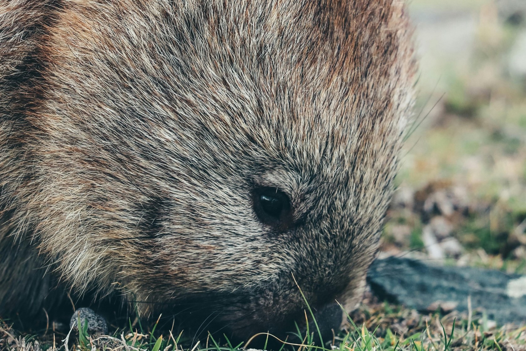 10 Facts About The Wombat I Bet You Never Knew - Wide Open Spaces