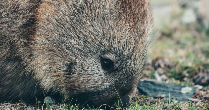 10 Facts About The Wombat I Bet You Never Knew - Wide Open Spaces