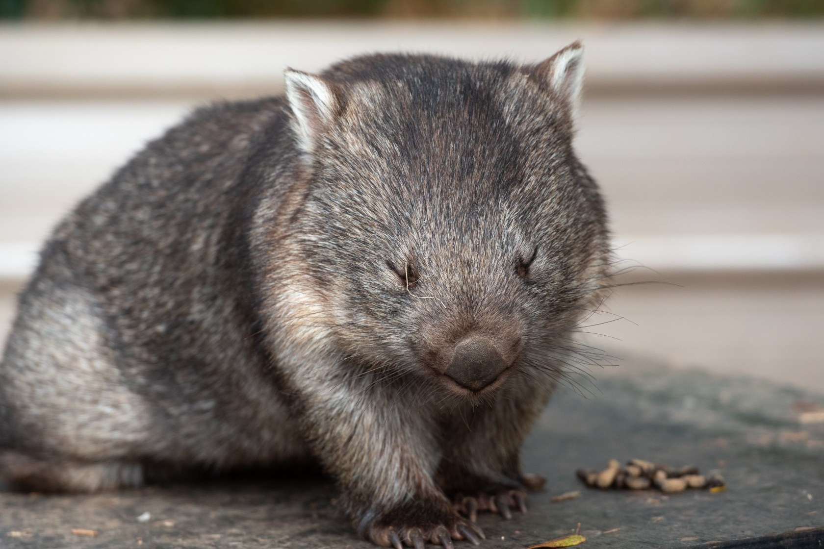 10 Facts About The Wombat I Bet You Never Knew - Wide Open Spaces