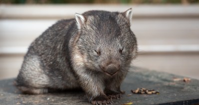10 Facts About The Wombat I Bet You Never Knew - Wide Open Spaces
