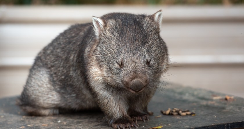 10 Facts About The Wombat I Bet You Never Knew - Wide Open Spaces