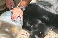 Bald Bear That Was Heartbreakingly Emaciated Makes Full Recovery And ...