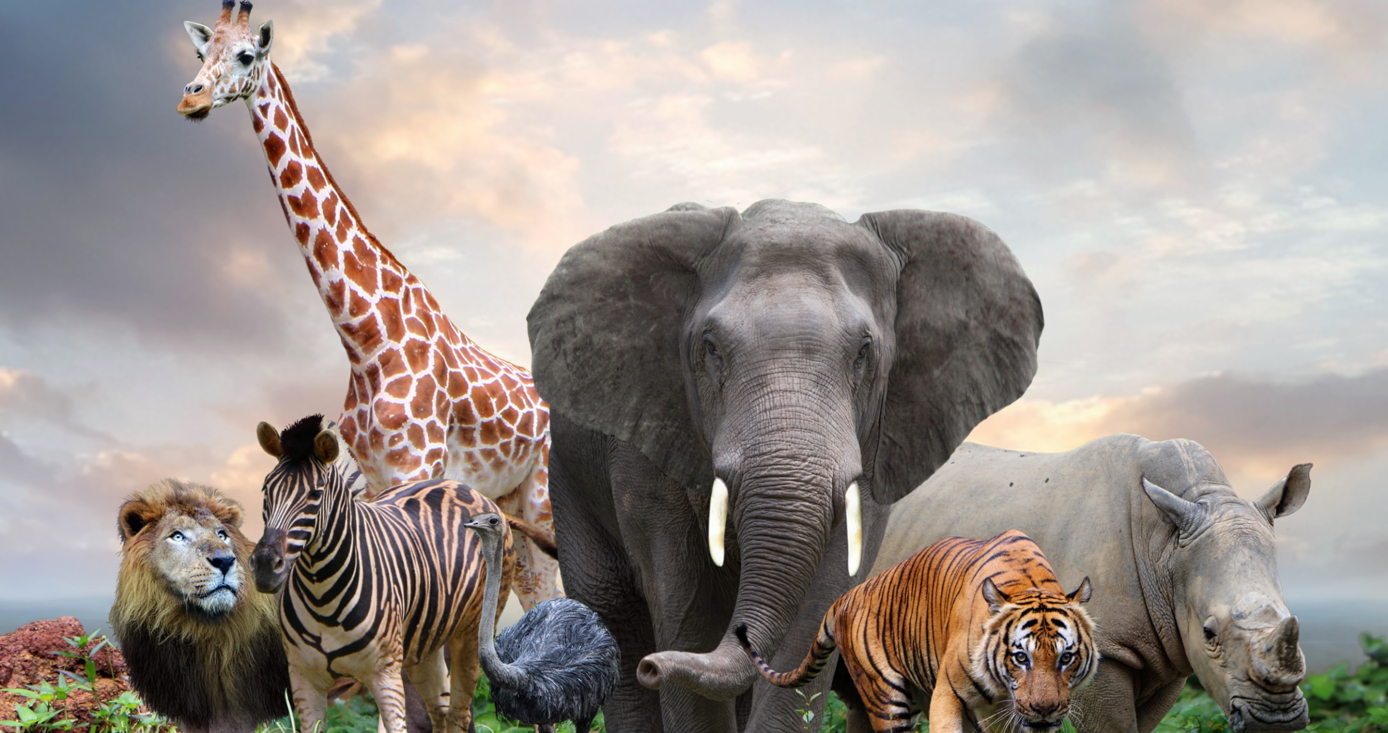 20 Animals On The Brink Of Extinction - Wide Open Spaces