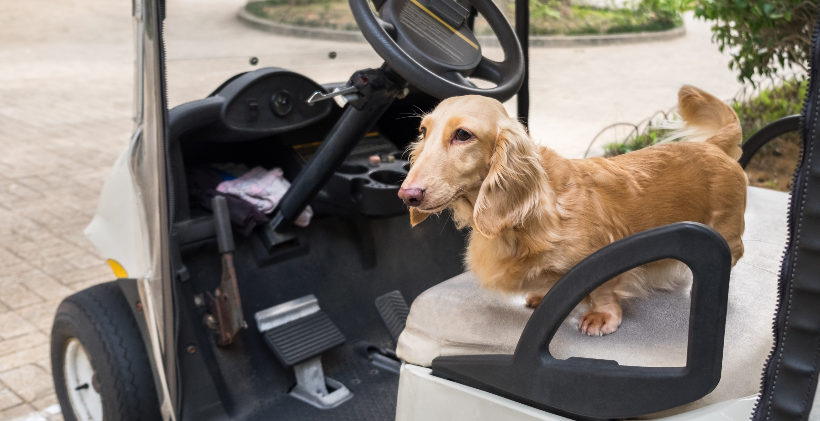 Actor's Dog Drives Golf Cart Into Her Car In Story That Has To Be Seen ...