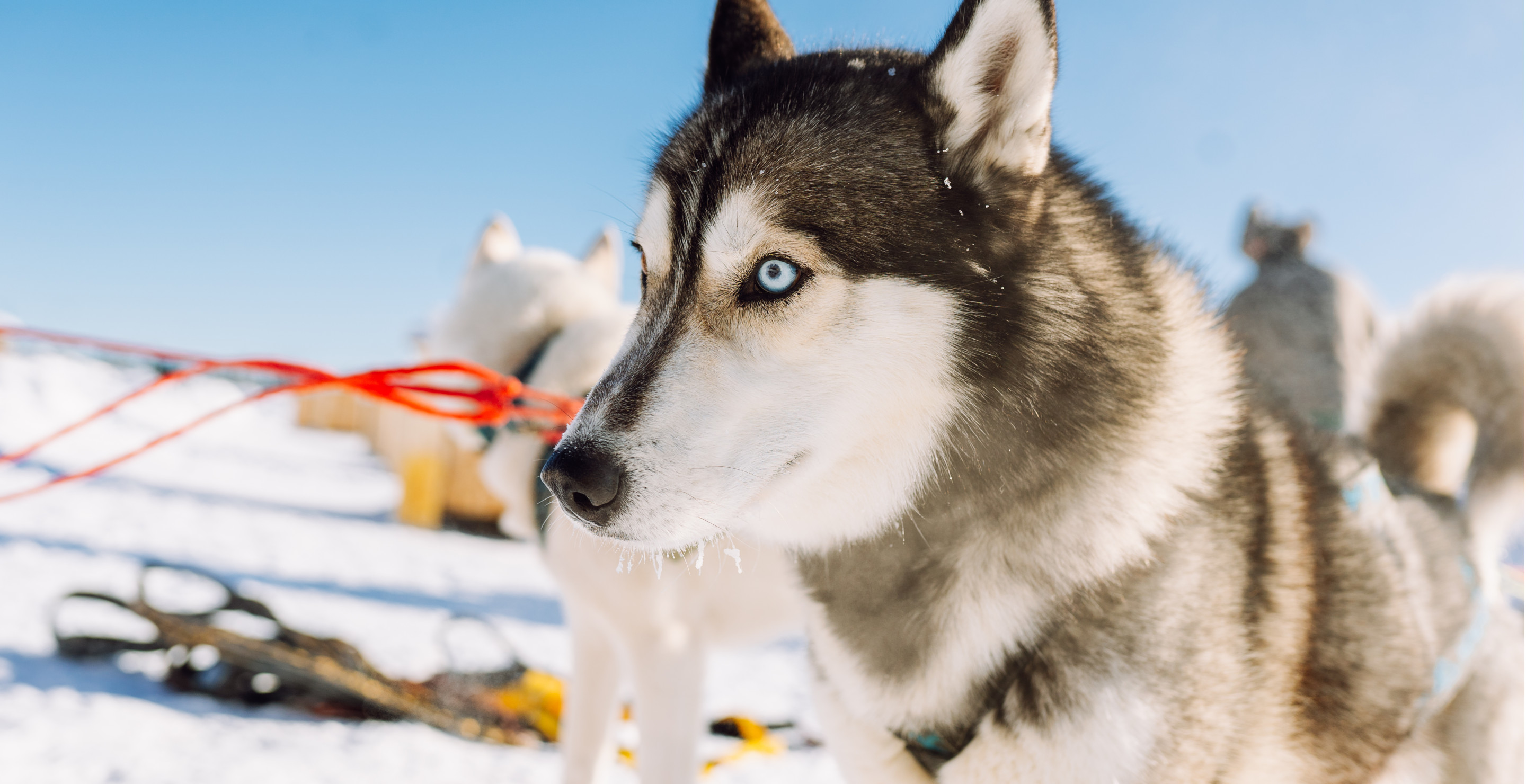 Backpacker Missing In Canada Wilderness: One Of Two Dogs Discovered ...