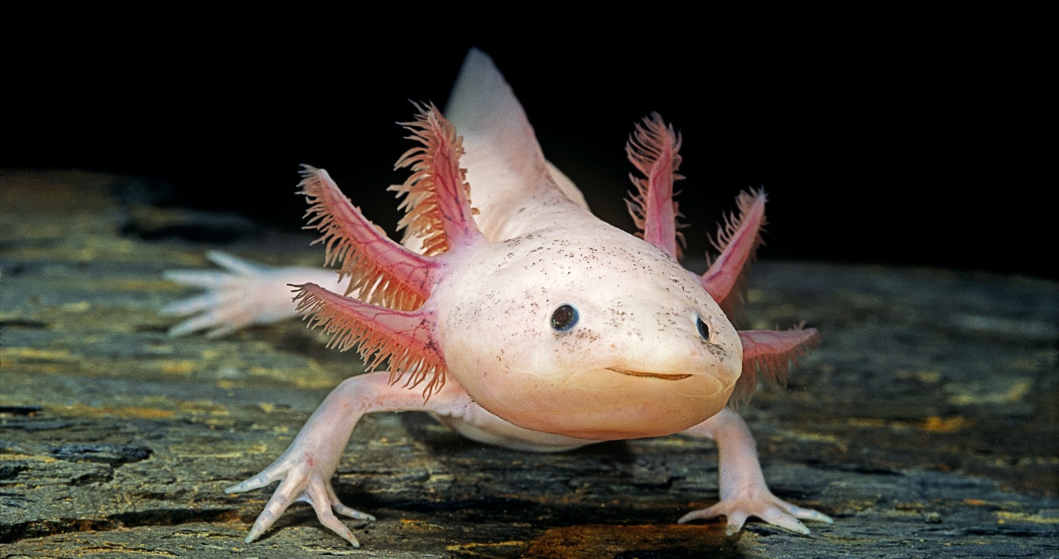 Beloved Axolotls Are On The Brink Of Extinction – Is There Hope For ...