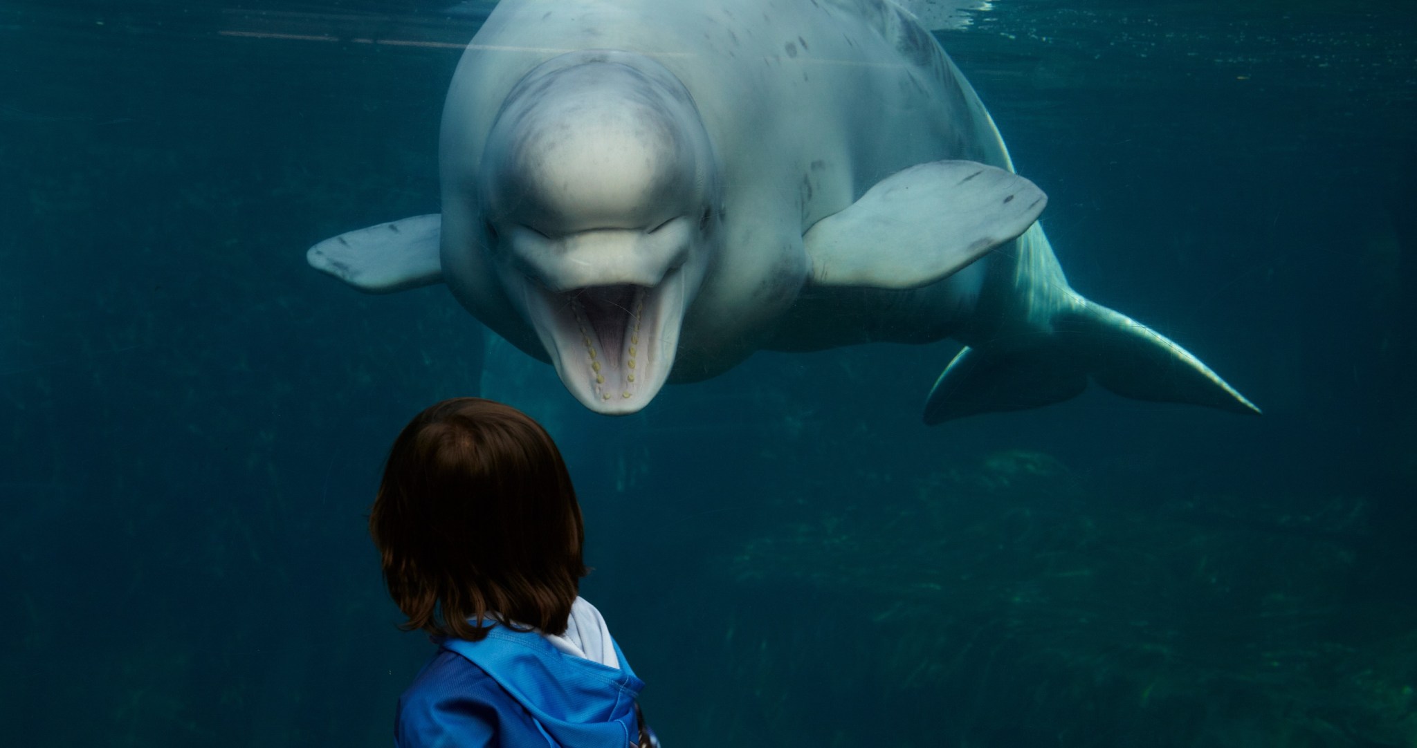 Beluga Whale Attempts To Attack Aquarium Workers In Terrifying Footage ...