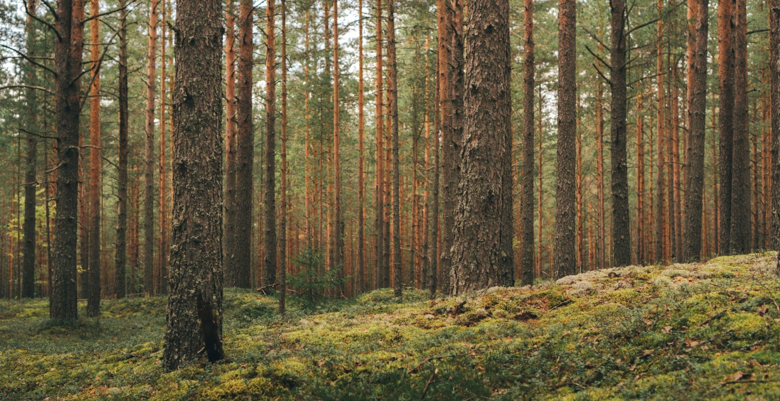 Final Heartbreaking Call Revealed Georgia Man Was Lost In Woods: He's ...