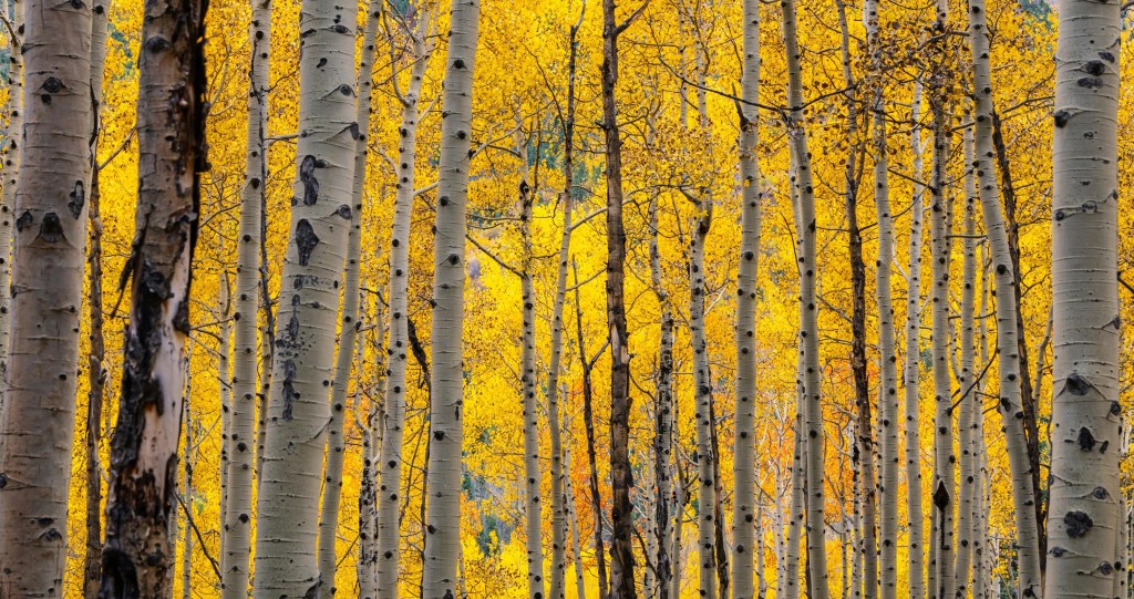 How Wolves Helped Save Yellowstone's Aspen And The New Challenge They ...