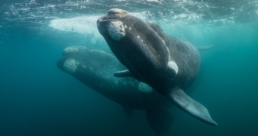 20 Animals On The Brink Of Extinction - Wide Open Spaces