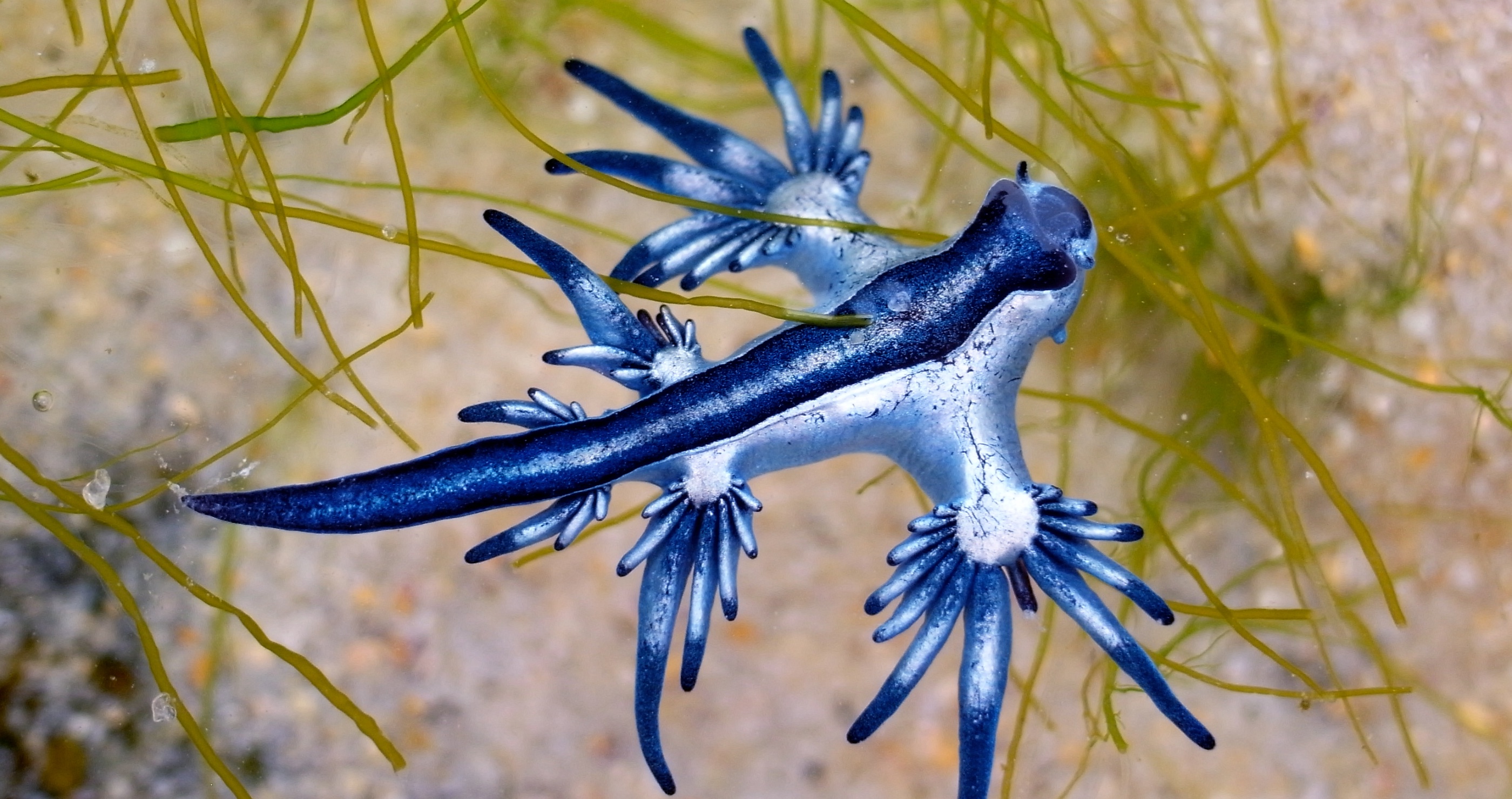 Popular Summer Hotspot Forced To Shut Down After Venomous Creatures ...