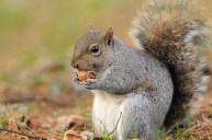 zombie squirrel attack