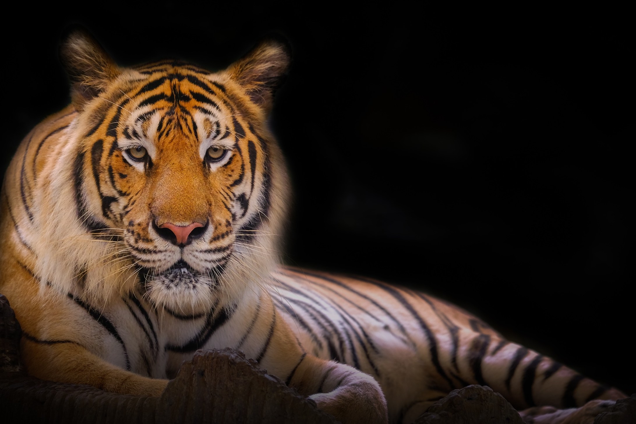 20 Animals On The Brink Of Extinction - Wide Open Spaces