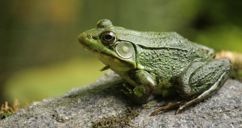 The American West Faces Challenges In Controlling Invasive Bullfrogs ...