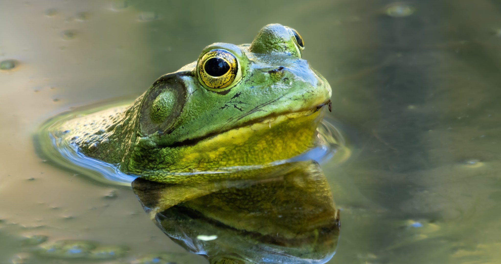 The American West Faces Challenges In Controlling Invasive Bullfrogs ...