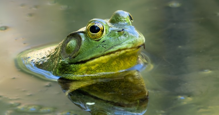 The American West Faces Challenges In Controlling Invasive Bullfrogs ...