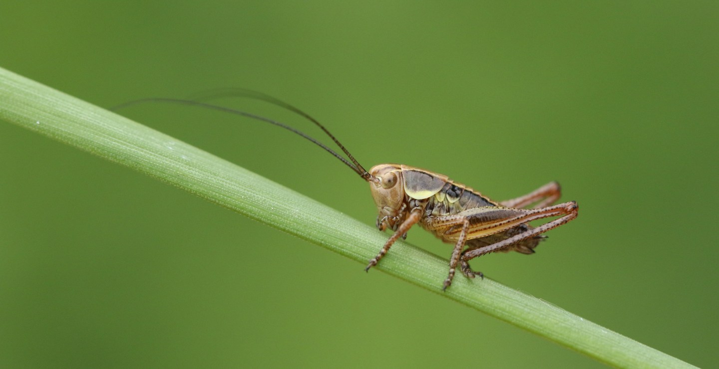 Very Large Insect Lands On Famous Singer Mid-Performance And It's ...