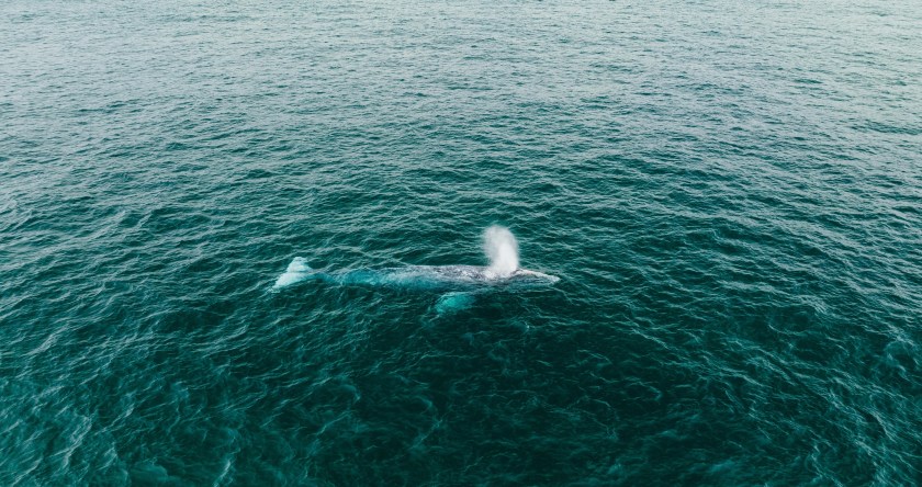Blue Whales Are Starting To Go Silent: Why This New Development Is Concerning - Wide Open Spaces