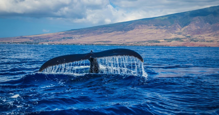 Blue Whales Are Starting To Go Silent: Why This New Development Is ...