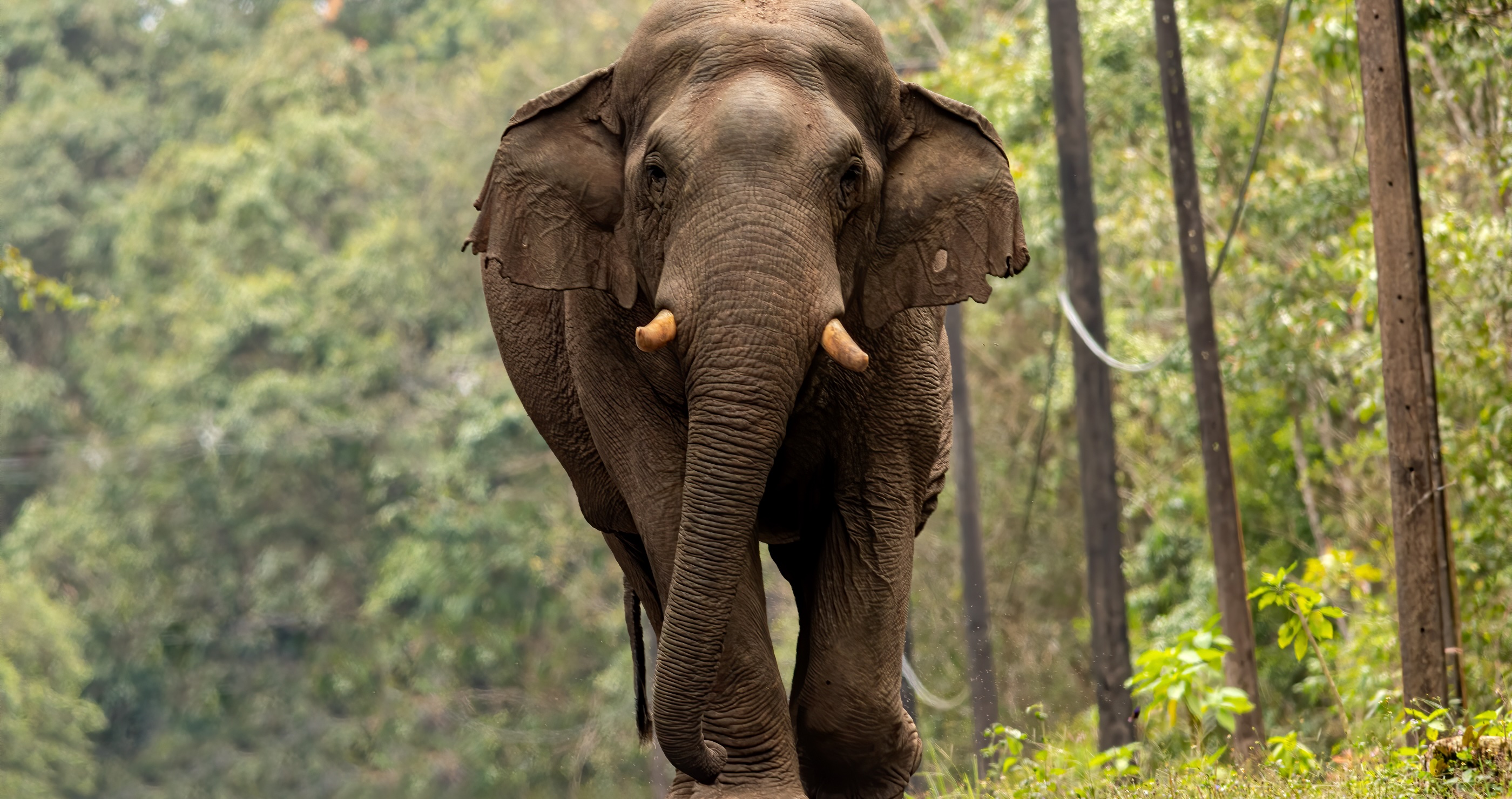 Don't Let Its Looks Fool You, An Elephant Kills At Least 17 People In Series Of Attacks - Wide ...