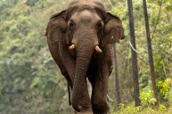 Rare 'Ghost Elephant' Spotted For The First Time In Years - Wide Open ...