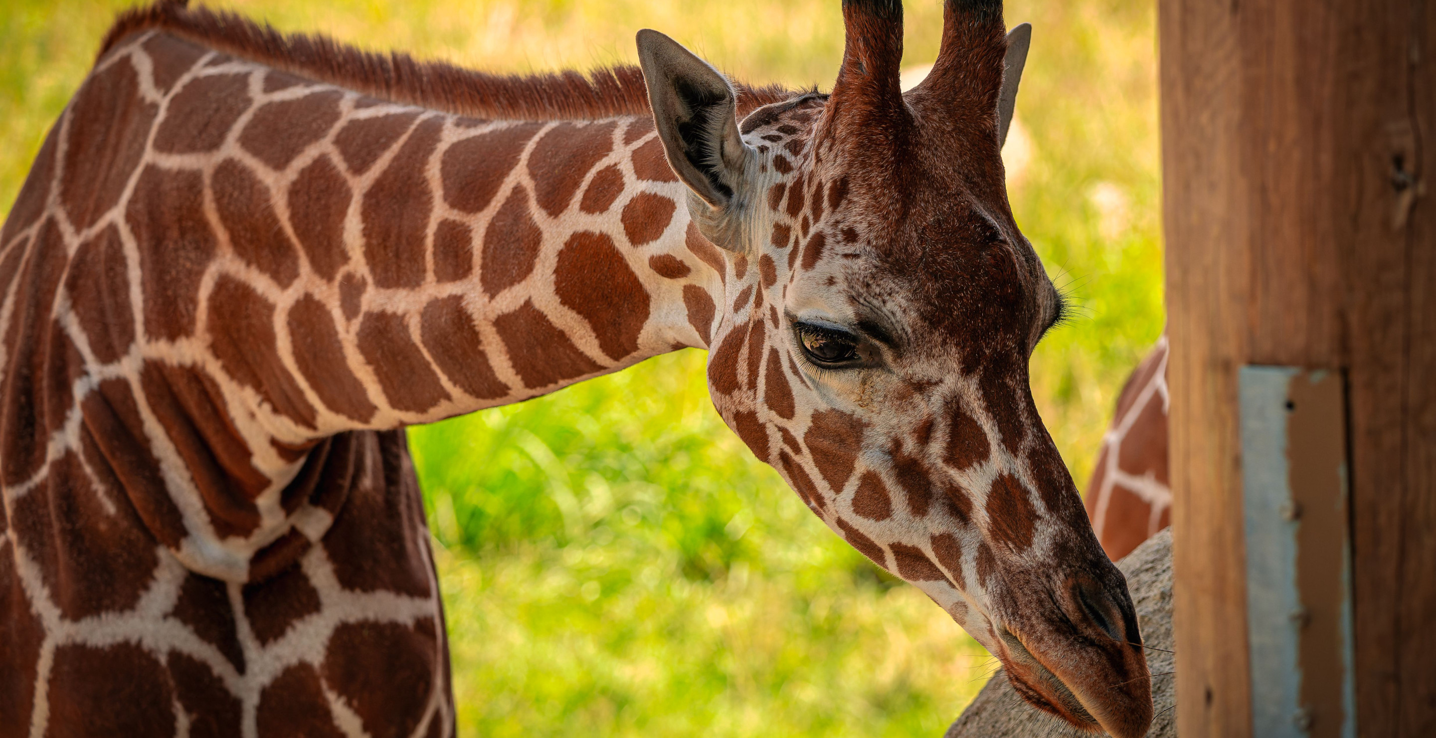 Wild Giraffe With Crooked Neck Had Beaten The Odds And Done The ...