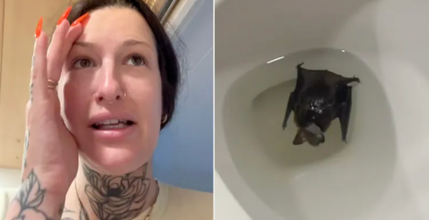 Woman Gets Rabies Shot After Finding Tiny Dead Bat In Her Toilet - Wide ...