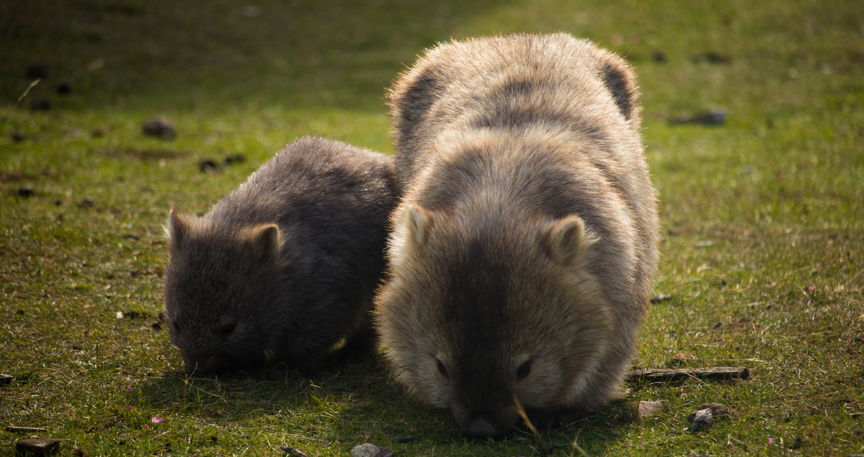 10 Facts About The Wombat I Bet You Never Knew - Wide Open Spaces